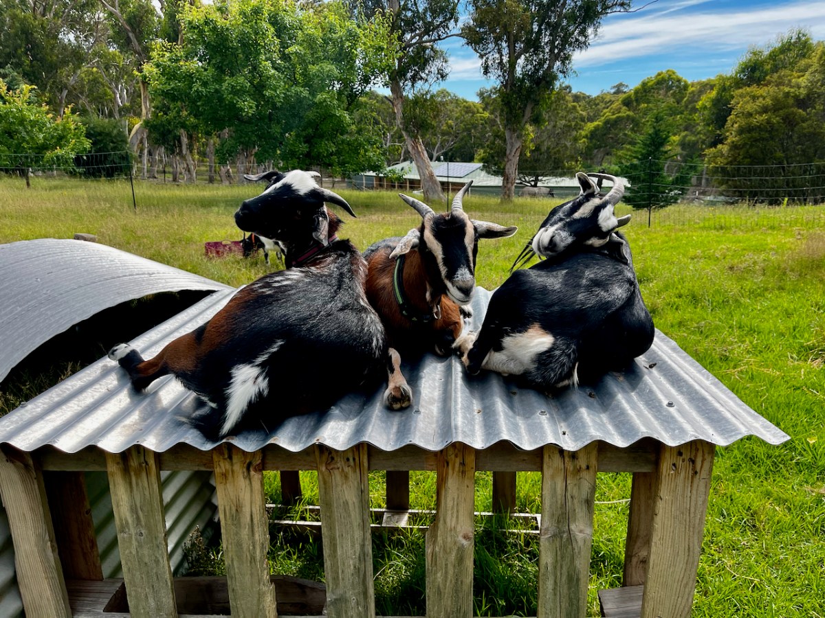 Introducing our mini herd – Simple Crafty Life